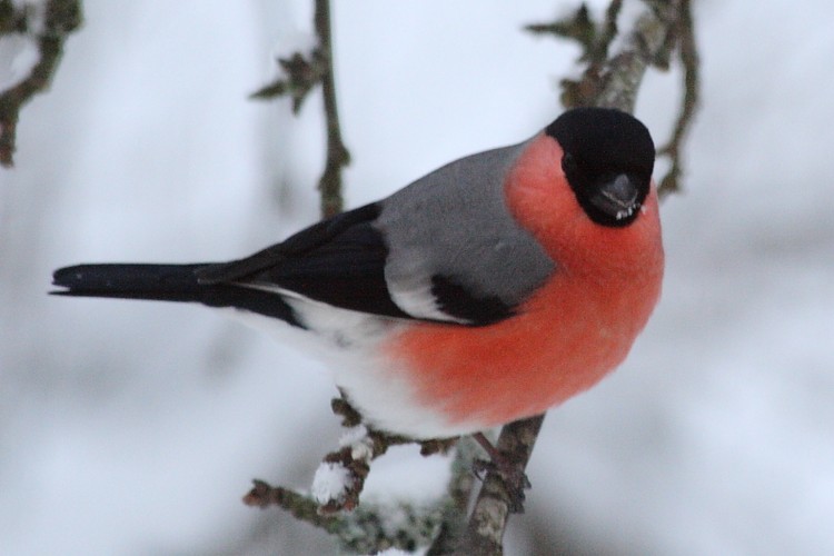 Punatulkku - Lintujen maailmaLintujen maailma